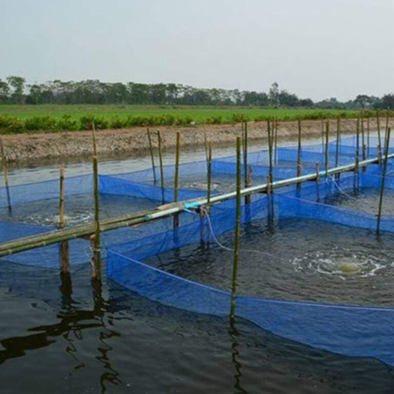 Blue Nets Imported From Thailand - Agriyo